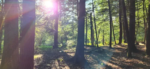 Best Hikes and Trails in McCabe Forest | AllTrails