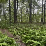 Tanbark Loop, New York - 574 Reviews, Map | AllTrails