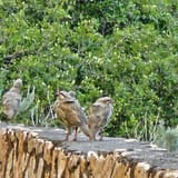 Buffalo Bill Dam via Hayden Arch Bridge, Wyoming - 273 Reviews, Map ...