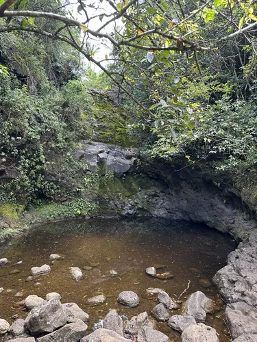 2023 Best River Trails in Ewa Forest Reserve | AllTrails