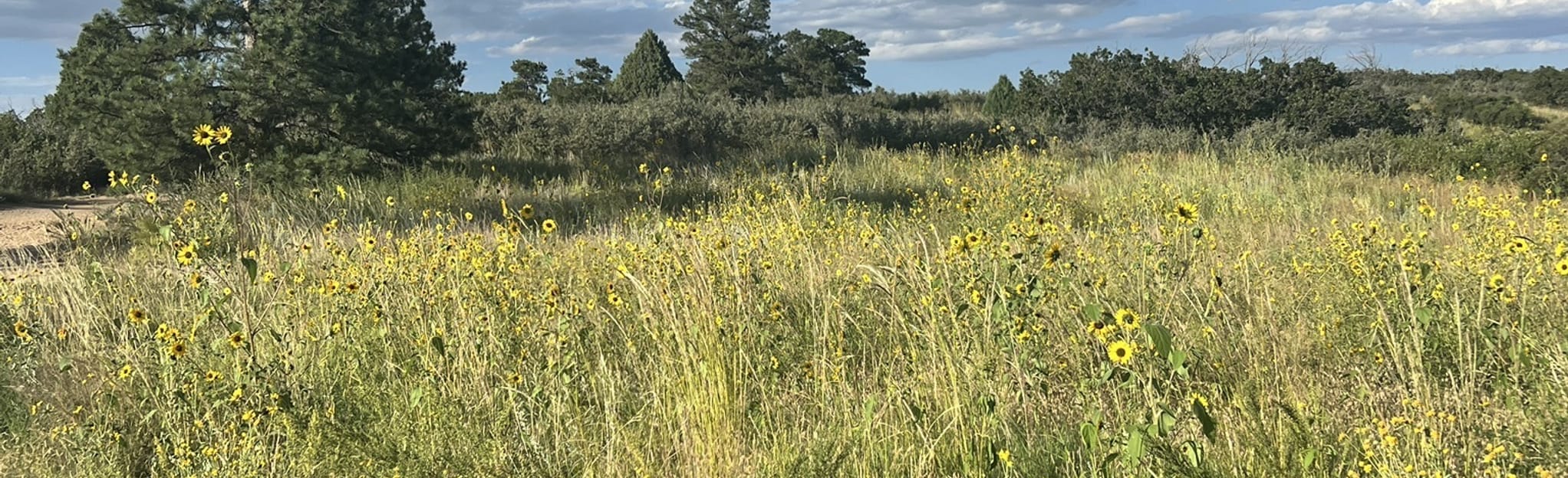 Mesa and Yucca Trail Loop, Colorado - 284 Reviews, Map | AllTrails