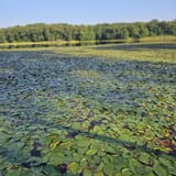Cash Lake Loop Trail, Maryland - 1,051 Reviews, Map | AllTrails