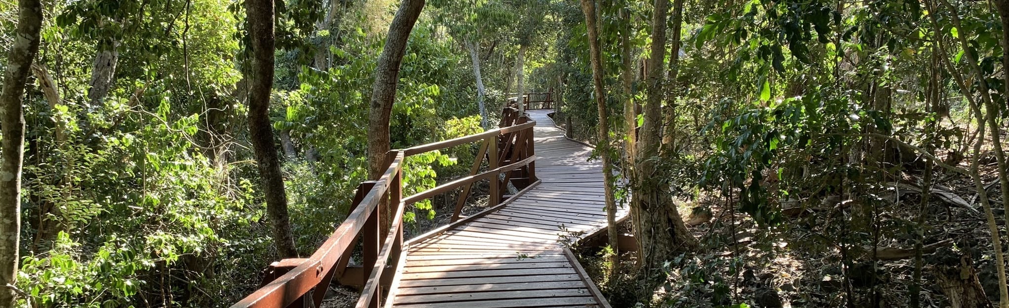 The Hummock Rainforest Boardwalk: 6 fotos - Queensland, Australia ...