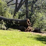 Oak Glen Preserve Trails, California - 784 Reviews, Map | AllTrails