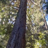 Oak Glen Preserve Trails, California - 784 Reviews, Map | AllTrails