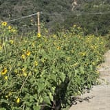 Oak Glen Preserve Trails, California - 677 Reviews, Map | AllTrails