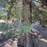 Oak Glen Preserve Trails, California - 784 Reviews, Map | AllTrails