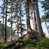Short Sand Beach Trail, Oregon - 676 Reviews, Map | AllTrails