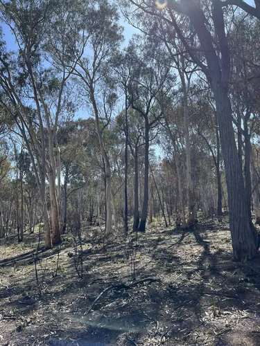 Best Hikes and Trails in Aranda Bushland Nature Reserve | AllTrails