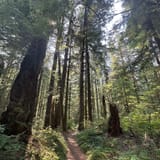 Larch Mountain Trail, Oregon - 698 Reviews, Map | AllTrails
