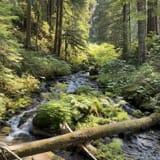 Larch Mountain Trail, Oregon - 698 Reviews, Map | AllTrails