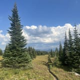 Silver Forest Trail, Washington - 467 Reviews, Map | AllTrails