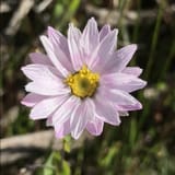 Mount Cooke Loop, Western Australia, Australia - 496 Reviews, Map ...