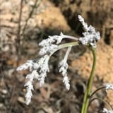 Mount Cooke Loop, Western Australia, Australia - 496 Reviews, Map ...