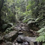 Angelito Trail, East Region, Puerto Rico - 539 Reviews, Map | AllTrails