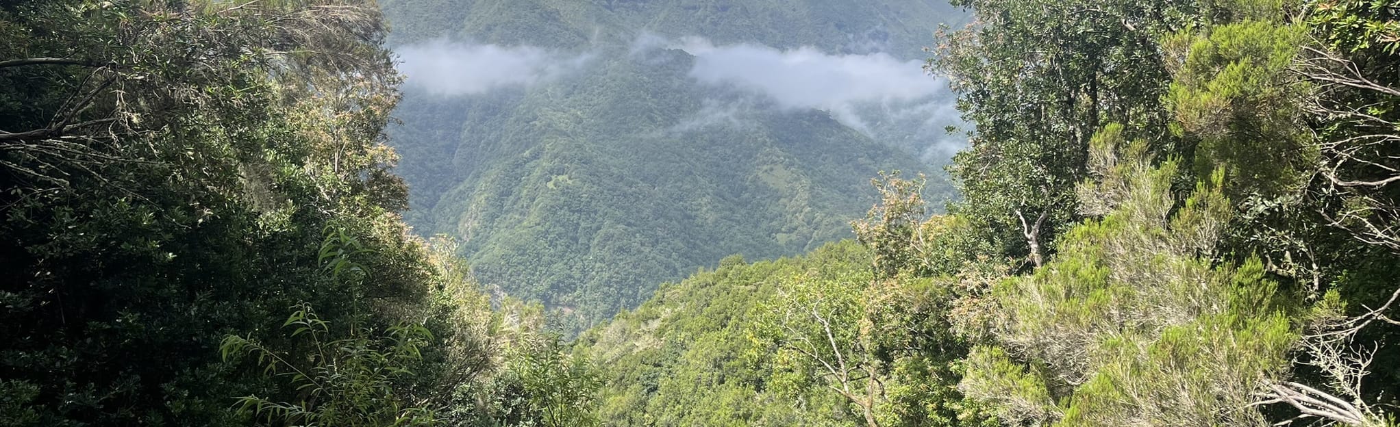 PR14 – Levada dos Cedros - PR13 Vereda do Fanal, Madeira, Portugal ...