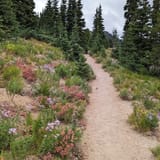 Silver Forest Trail, Washington - 448 Reviews, Map | AllTrails