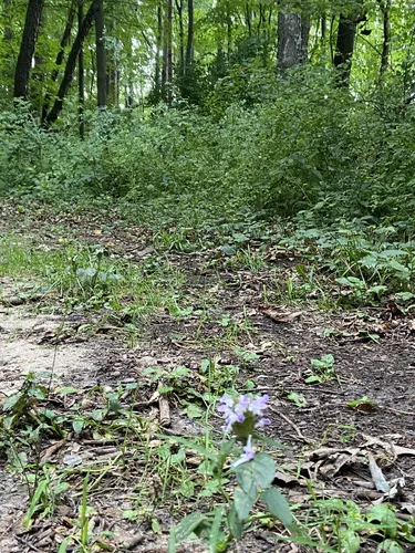 2023 Best Lake Trails in Rose Lake State Wildlife Area | AllTrails