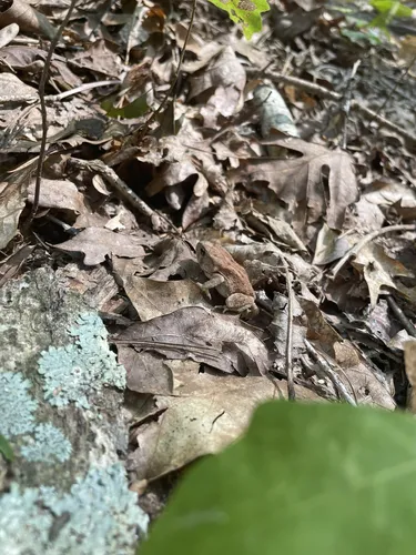 Best Hikes and Trails in Poison Springs Battleground State Park | AllTrails Best Hikes and Trails in Poison Springs Battleground State Park | AllTrails