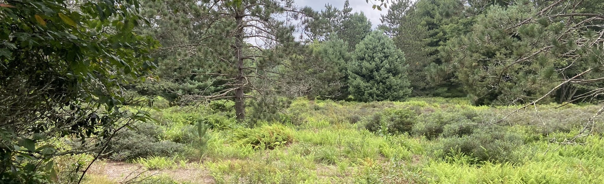 Donut Hole Trail via Long Fork Trail, Pennsylvania - 18 Reviews, Map ...