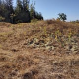 Mima Mounds Trail, Washington - 432 Reviews, Map | AllTrails