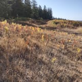 Mima Mounds Trail, Washington - 419 Reviews, Map | AllTrails