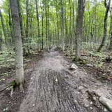Loree Forest Loop, Ontario, Canada - 1,236 Reviews, Map | AllTrails