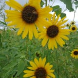 Prairie Spirit Rail Trail, Kansas - 99 Reviews, Map | AllTrails