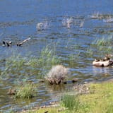 Stanfield Preserve Boardwalk, California - 546 Reviews, Map | AllTrails