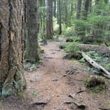 Skookum Flats Trail, Washington - 844 Reviews, Map | AllTrails