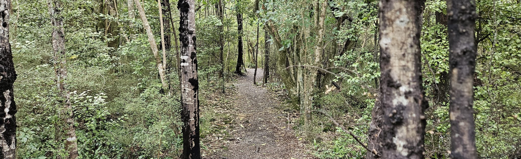 Ashley Gorge Waterfall via Totaranui Trail: 106 bilder – Canterbury ...