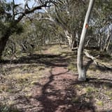 Mount Timbertop: 122 foto - Vittoria, Australia | AllTrails