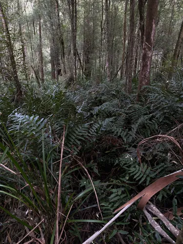 Best Forest Trails in Separation Creek | AllTrails