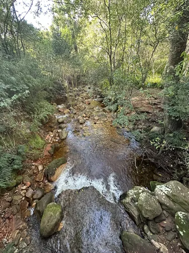 Best Hikes and Trails in Newlands Forest | AllTrails