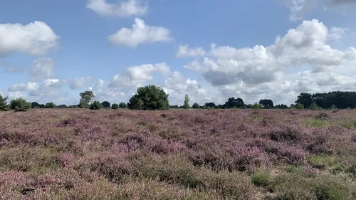 10 Best Wild Flowers Trails in Strabrechtse Heide and Beuven | AllTrails