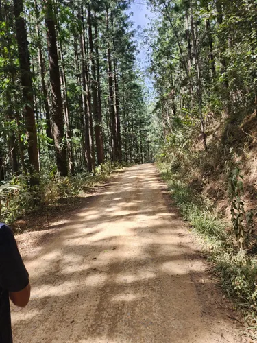 Best Hikes and Trails in Imbil State Forest 1 | AllTrails