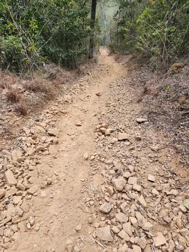 Best Hikes and Trails in Imbil State Forest 1 | AllTrails