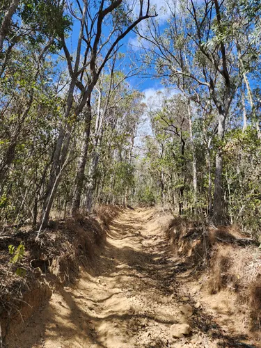 Best Hikes and Trails in Imbil State Forest 1 | AllTrails