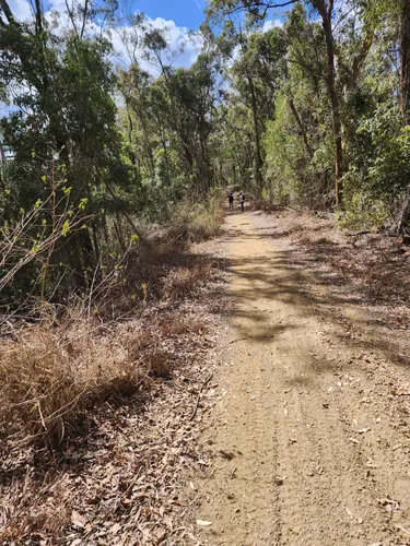 Best Hikes and Trails in Imbil State Forest 1 | AllTrails