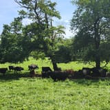 Lorimer Park Loop, Pennsylvania - 967 Reviews, Map | AllTrails