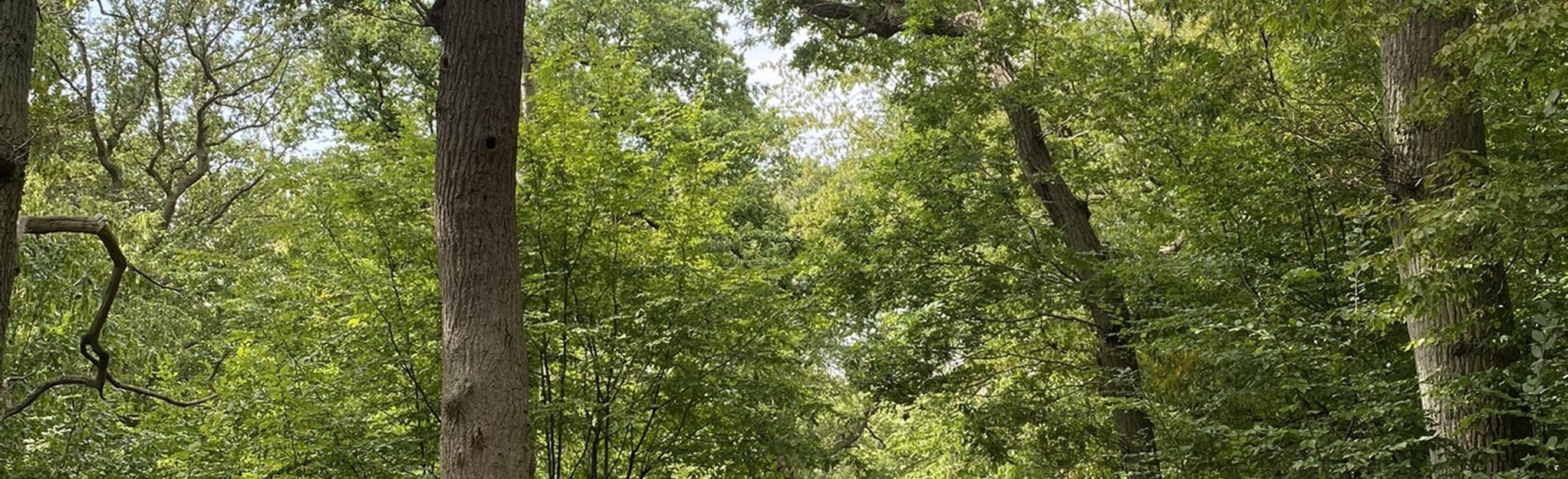 Mad Bess' Wood and Copse Wood Circular: 43 foto's - London, Engeland ...