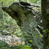 Limberlost Trail, Virginia - 787 Reviews, Map | AllTrails