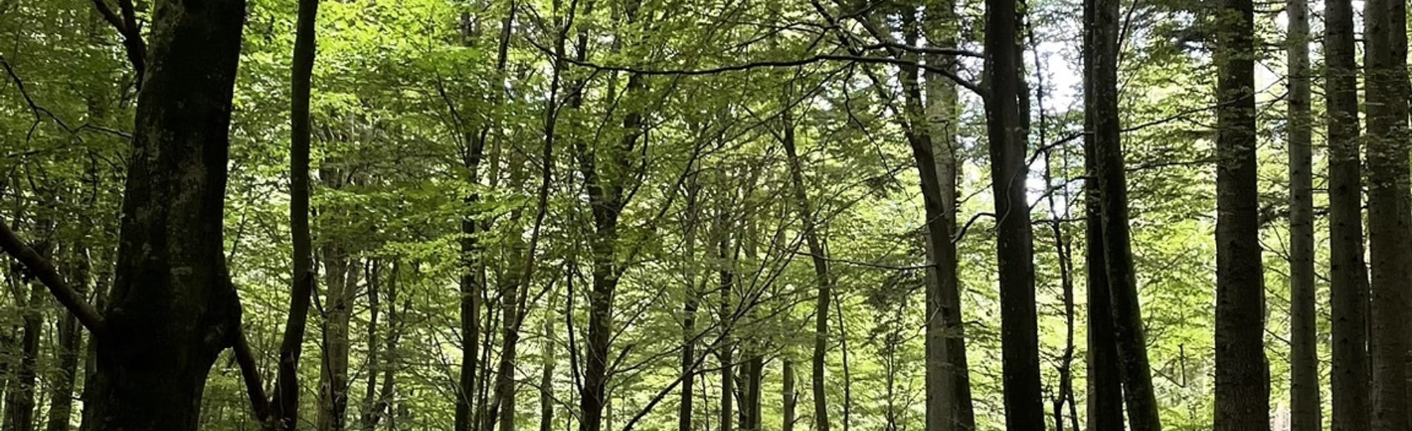 Osbecks bokskogar (Yellow), Skåne, Sweden - 2 Reviews, Map | AllTrails