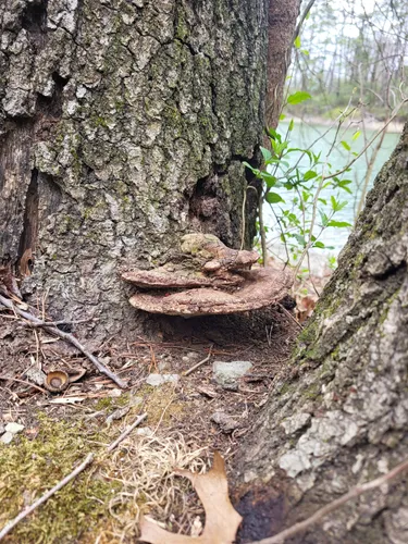 Best Hikes and Trails in Codorus State Park | AllTrails