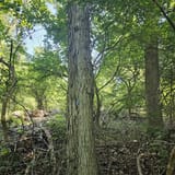 Okehocking Preserve Loop, Pennsylvania - 1,044 Reviews, Map | AllTrails