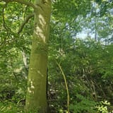 Okehocking Preserve Loop, Pennsylvania - 1,044 Reviews, Map | AllTrails