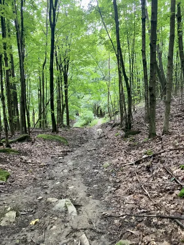 Best Hikes and Trails in Southern Vermont College Trails | AllTrails