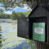 Benedict Pond Loop Trail, Massachusetts - 695 Reviews, Map | AllTrails