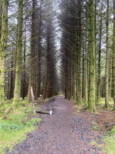 2023 Best River Trails in Kinnitty Forest | AllTrails