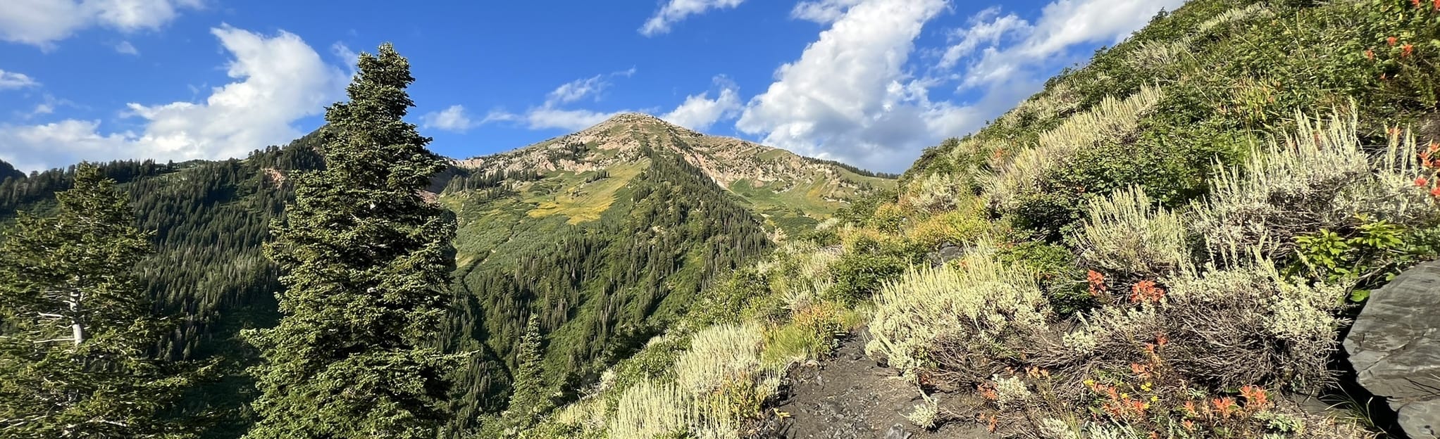 Box Elder Peak Loop, Utah - 112 Reviews, Map | AllTrails
